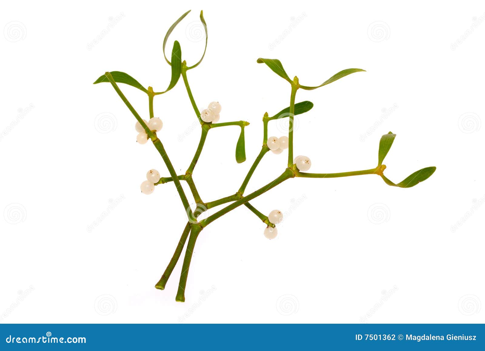 Bunch of misteltoe stock photo. Image of pagan, ceremony - 7501362