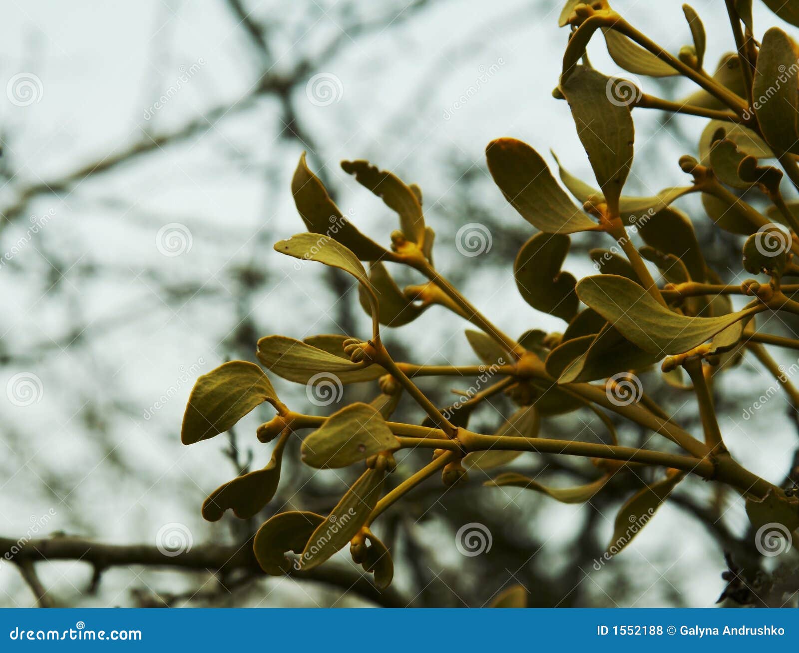 Bunch of mistletoe stock photo. Image of hemiparasite - 1552188