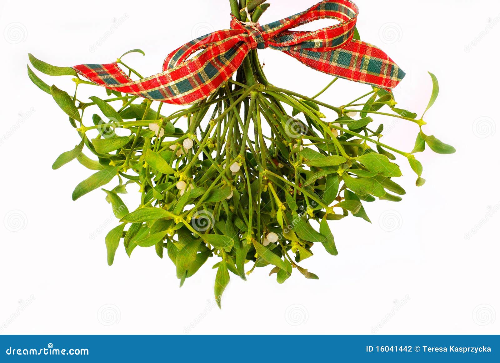 Bunch of mistletoe stock photo. Image of plant, isolated - 16041442