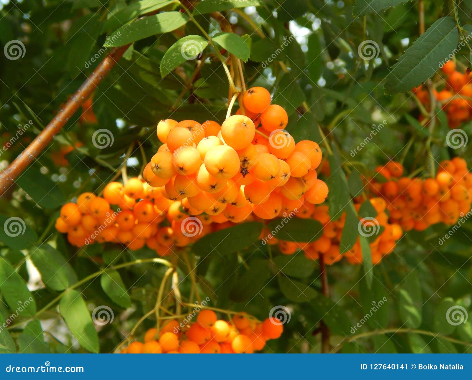 Bunch of Mountain Ash Large Hanging Bunches on a Branch Stock Image ...