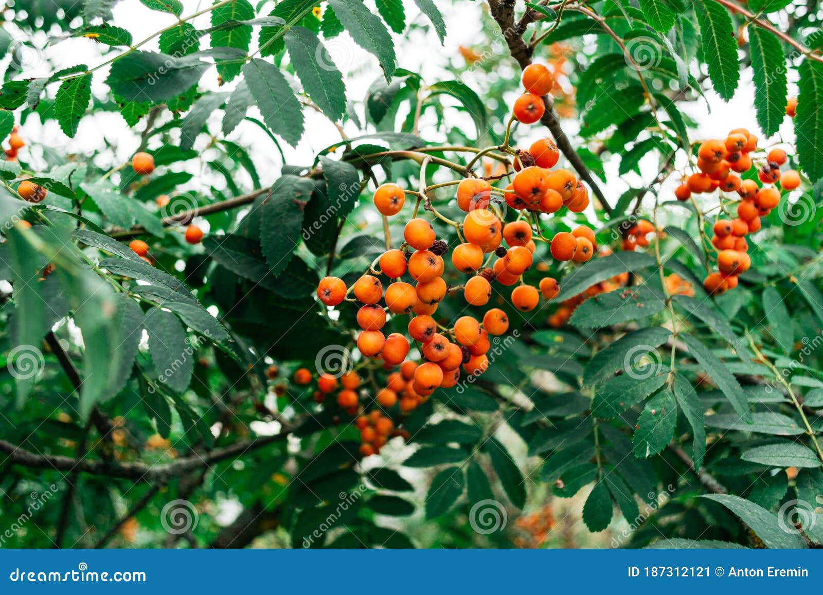 A Bunch of Mountain Ash on a Tree in Summer Stock Image - Image of ...