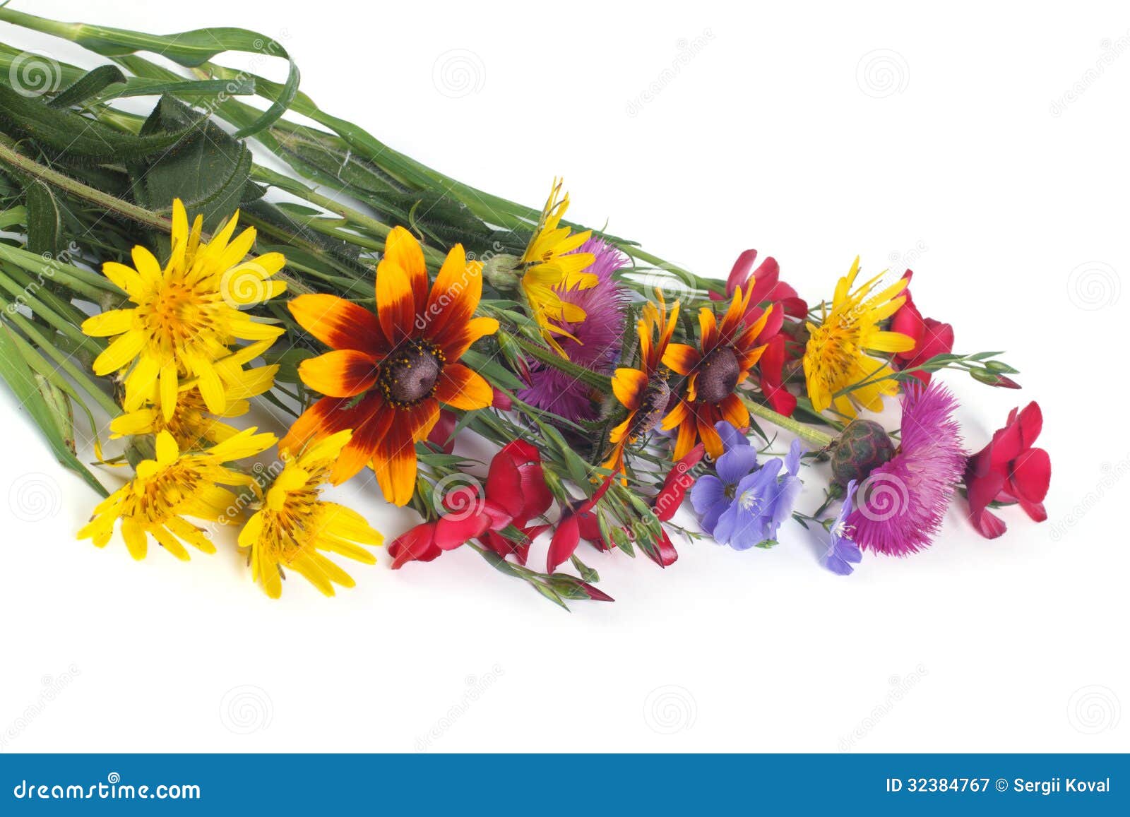 Bunch of Multi-colored Wild Wildflowers Isolated Stock Image - Image of ...