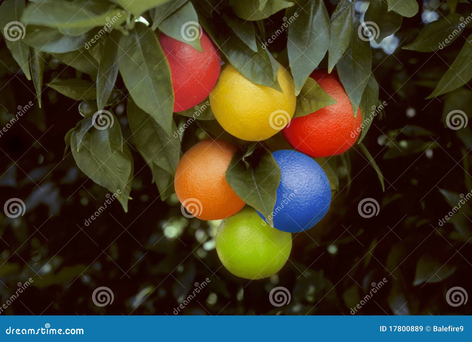 Bunch of Multicolored Oranges Hanging on a Tree Stock Image - Image of ...