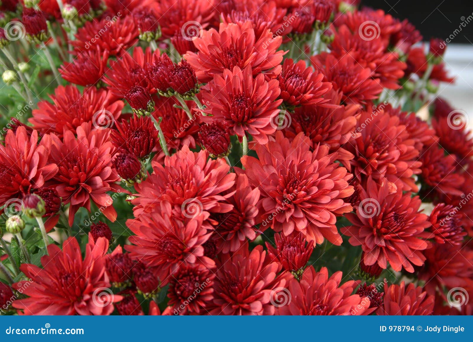 Bunch of mums stock photo. Image of pretty, plants, autumn - 978794