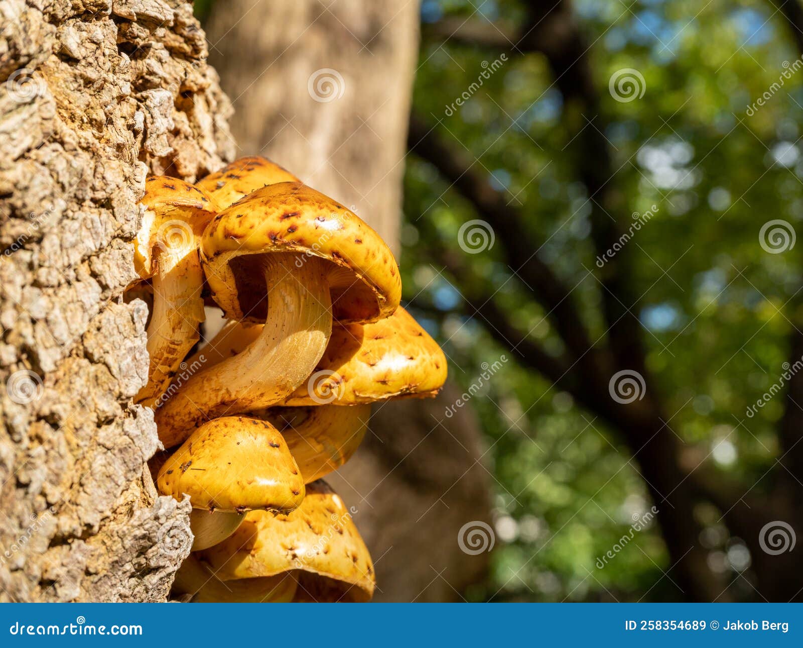 A Bunch of Mushrooms Germinated in a Tree. Stock Image - Image of ...
