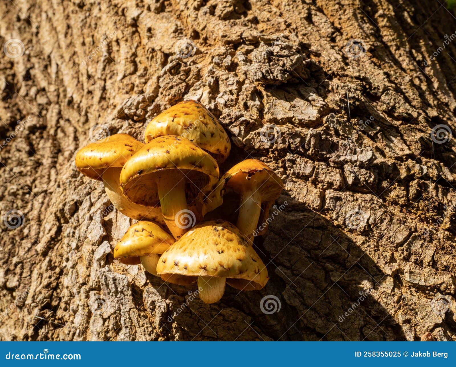 A Bunch of Mushrooms Germinated in a Tree. Stock Image - Image of ...