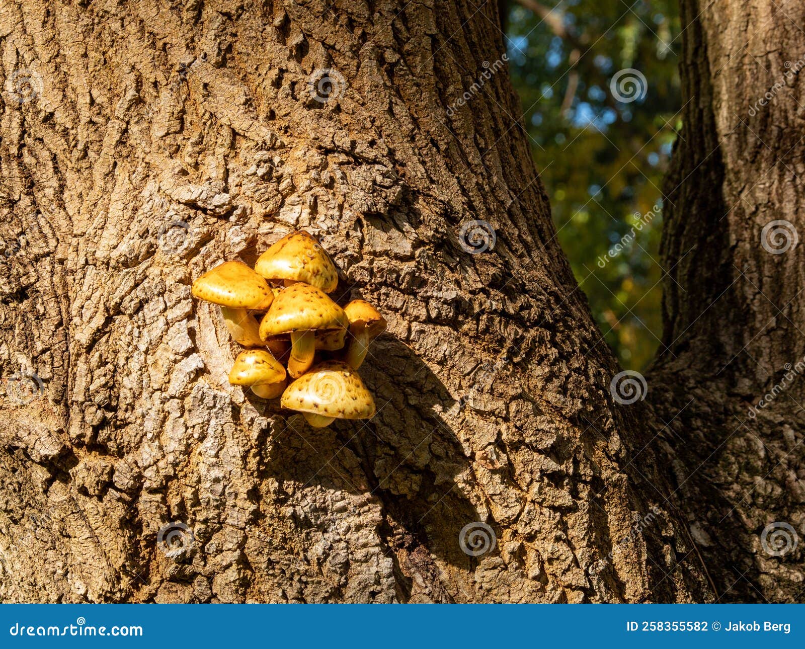 A Bunch of Mushrooms Germinated in a Tree. Stock Photo - Image of bark ...