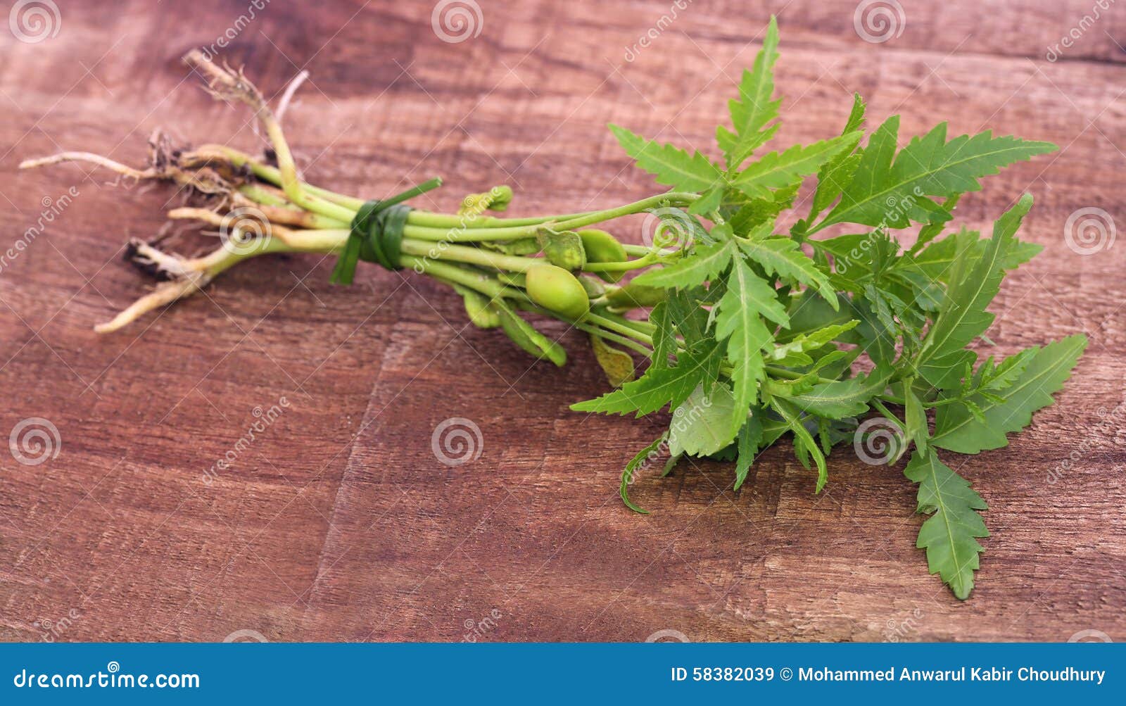 Bunch of neem plant stock image. Image of healing, india - 58382039