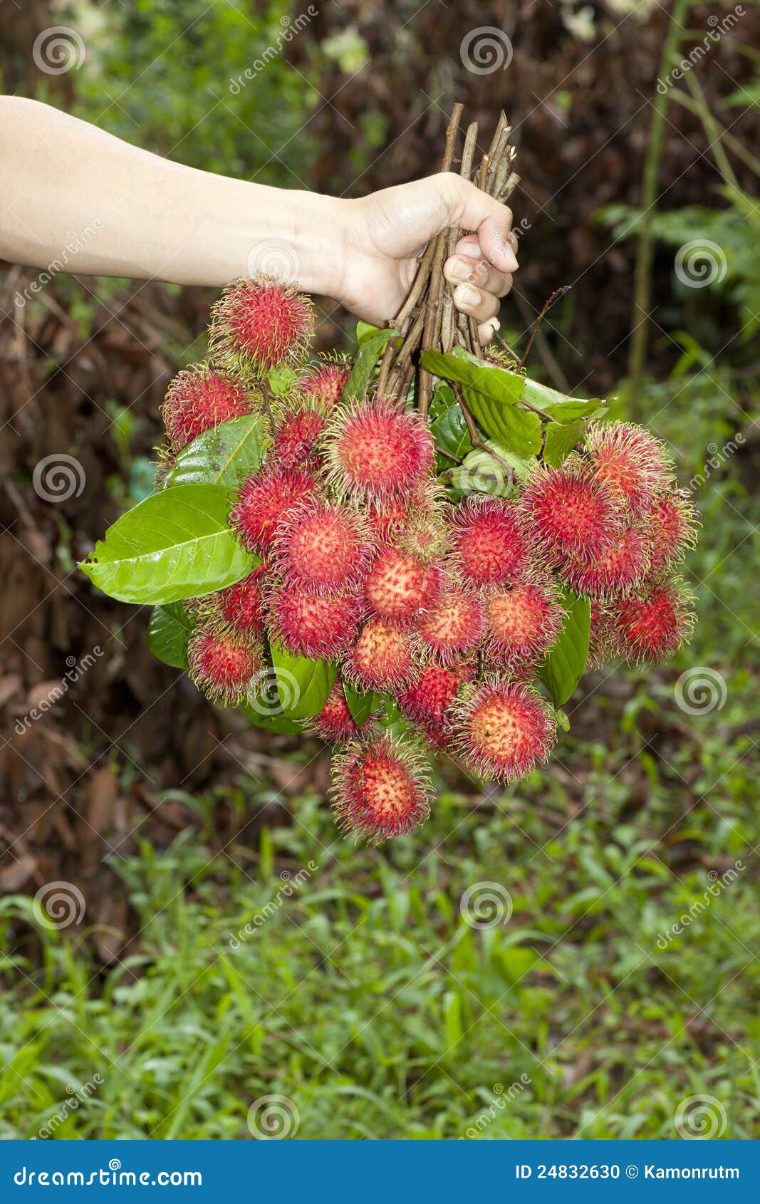 Bunch of Negrito Fruit on Hand Stock Photo - Image of juicy, healthy ...