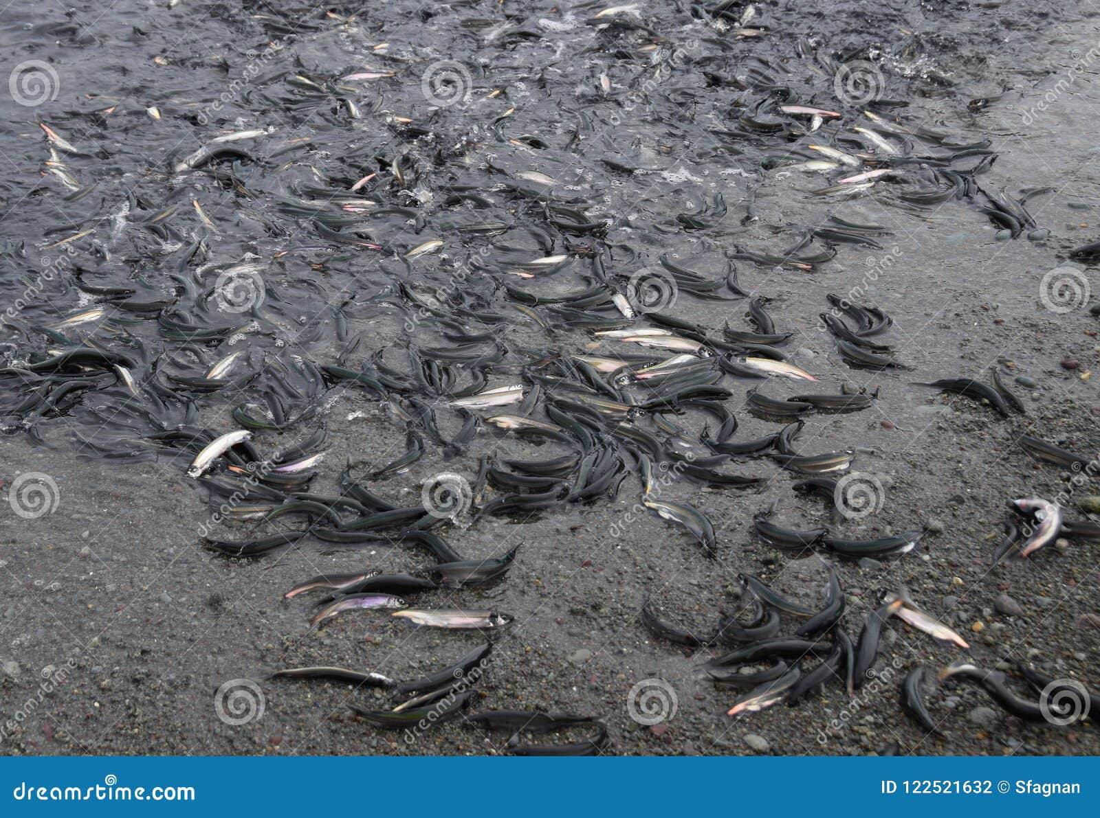 Bunch of Newfoundland Caplin during Spawning Stock Photo - Image of ...