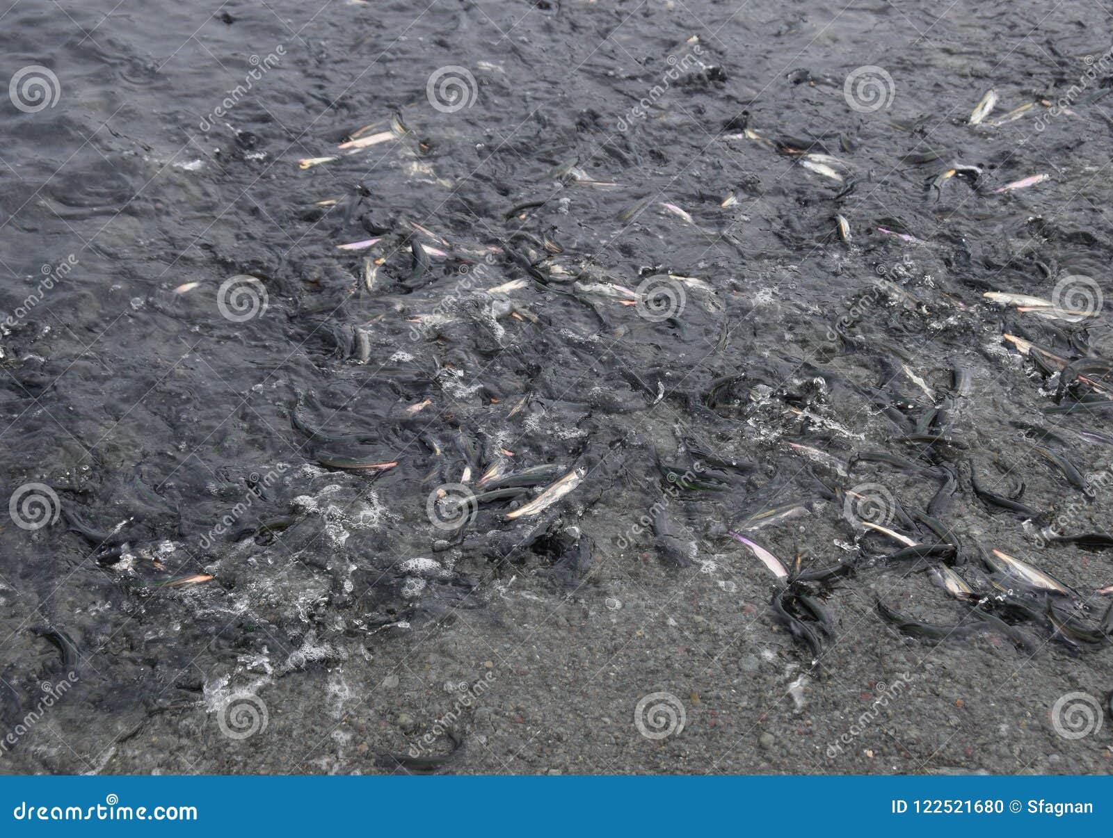 Bunch of Newfoundland Caplin during Spawning Stock Photo - Image of ...