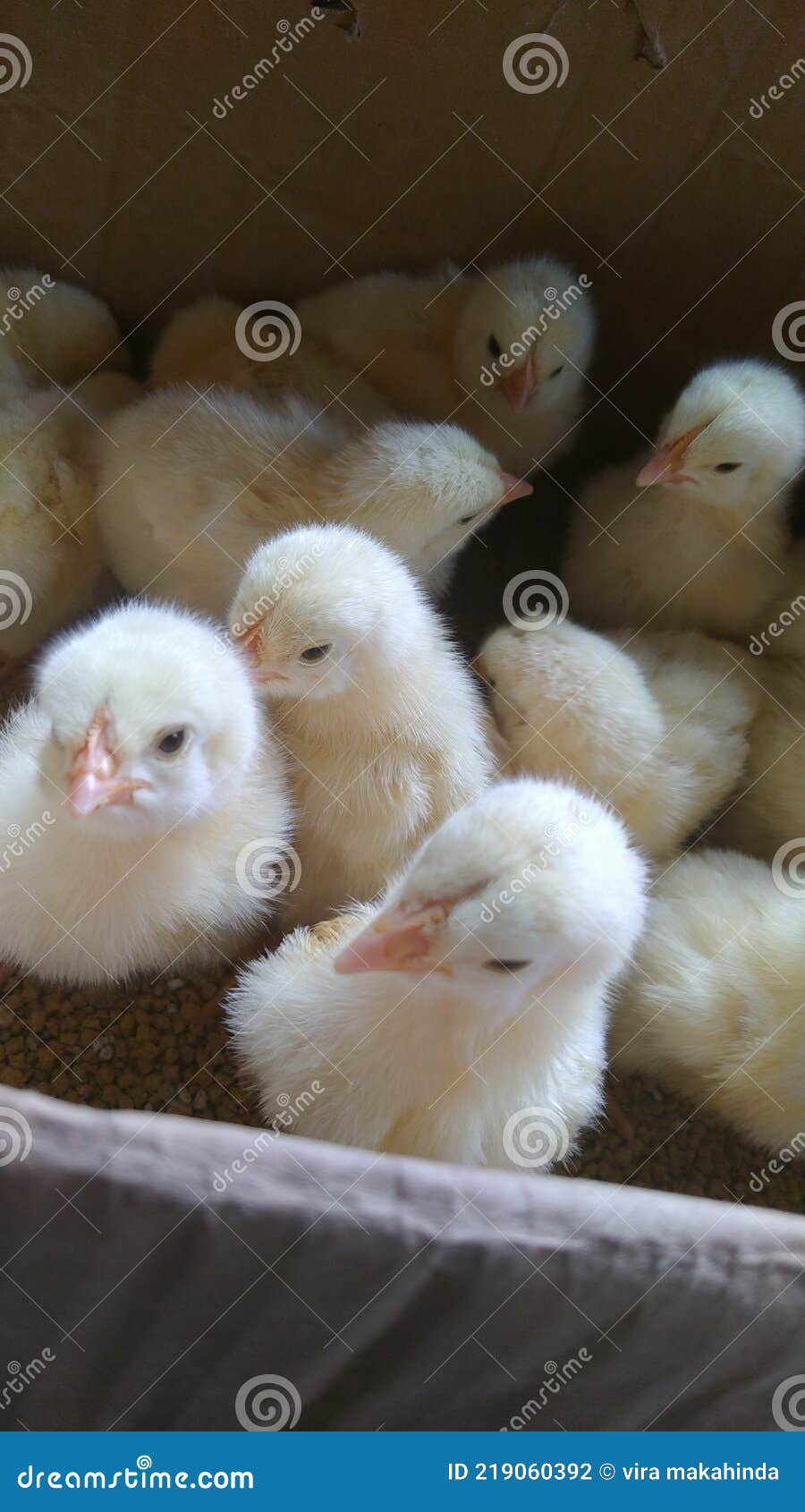 Bunch of Newly Hatched Chicks Stock Photo - Image of cute, newly: 219060392