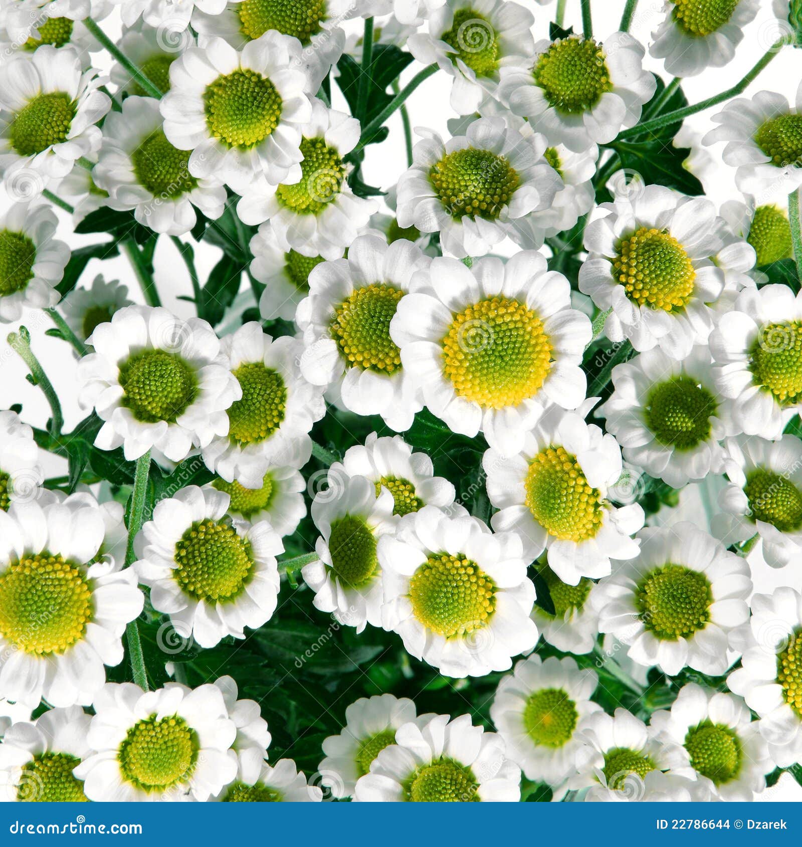 Bunch of Nice Small Daisies Stock Photo - Image of texture, daisy: 22786644