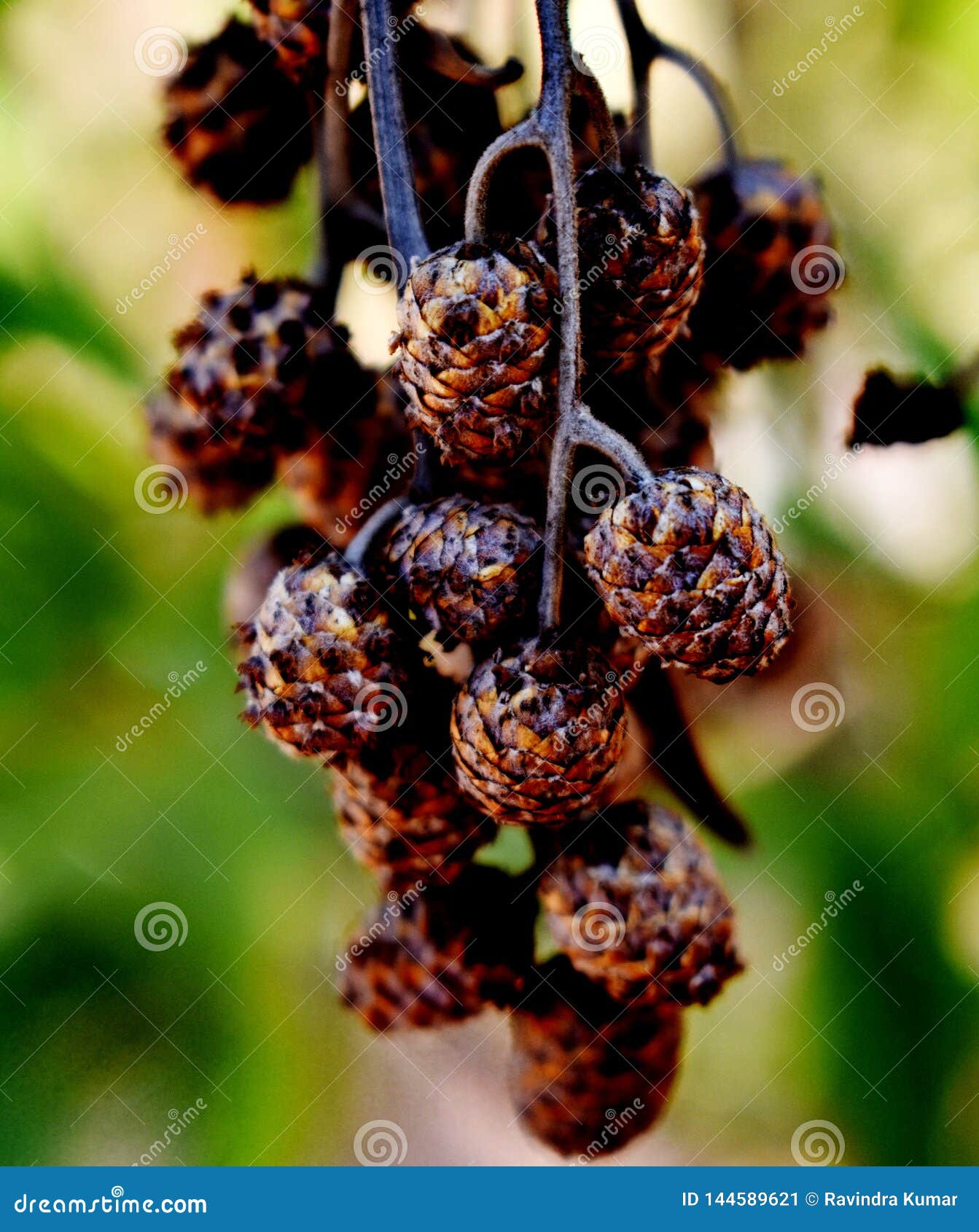 Bunch of Nuts Hanging in Tree Stock Image - Image of brown, plantmicro ...