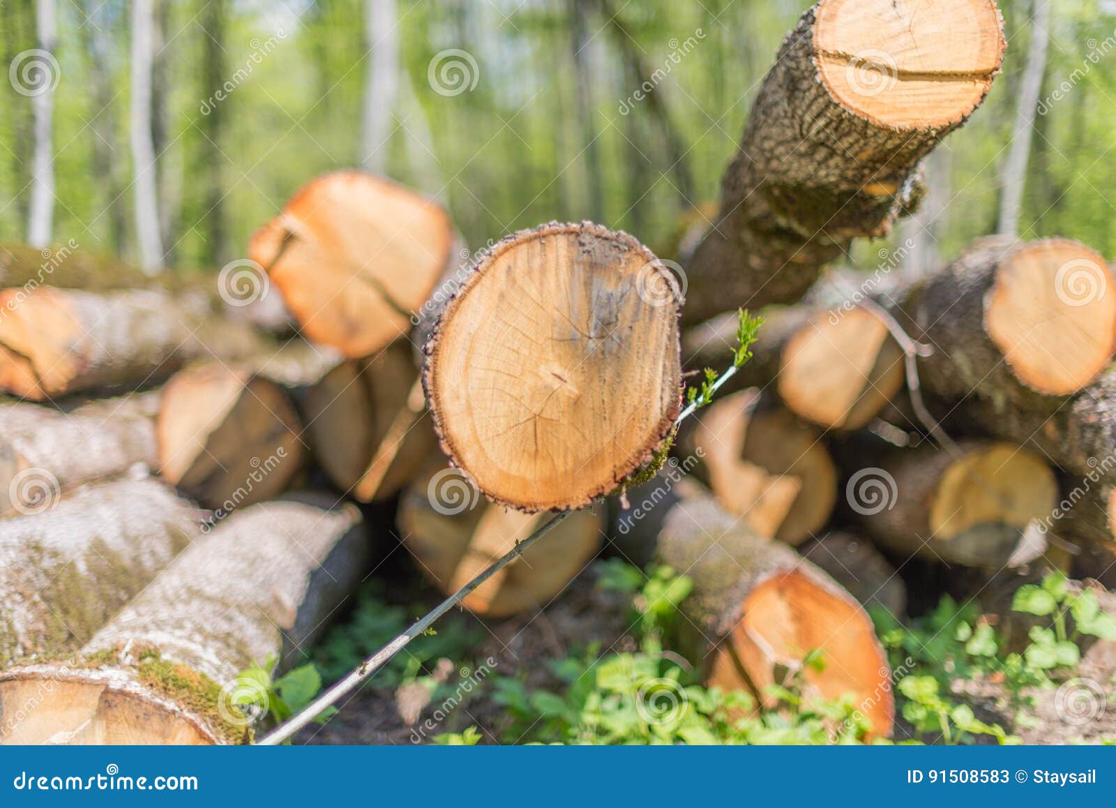 A Bunch of Oak Logs in a Clearing in the Woods Stock Image - Image of ...