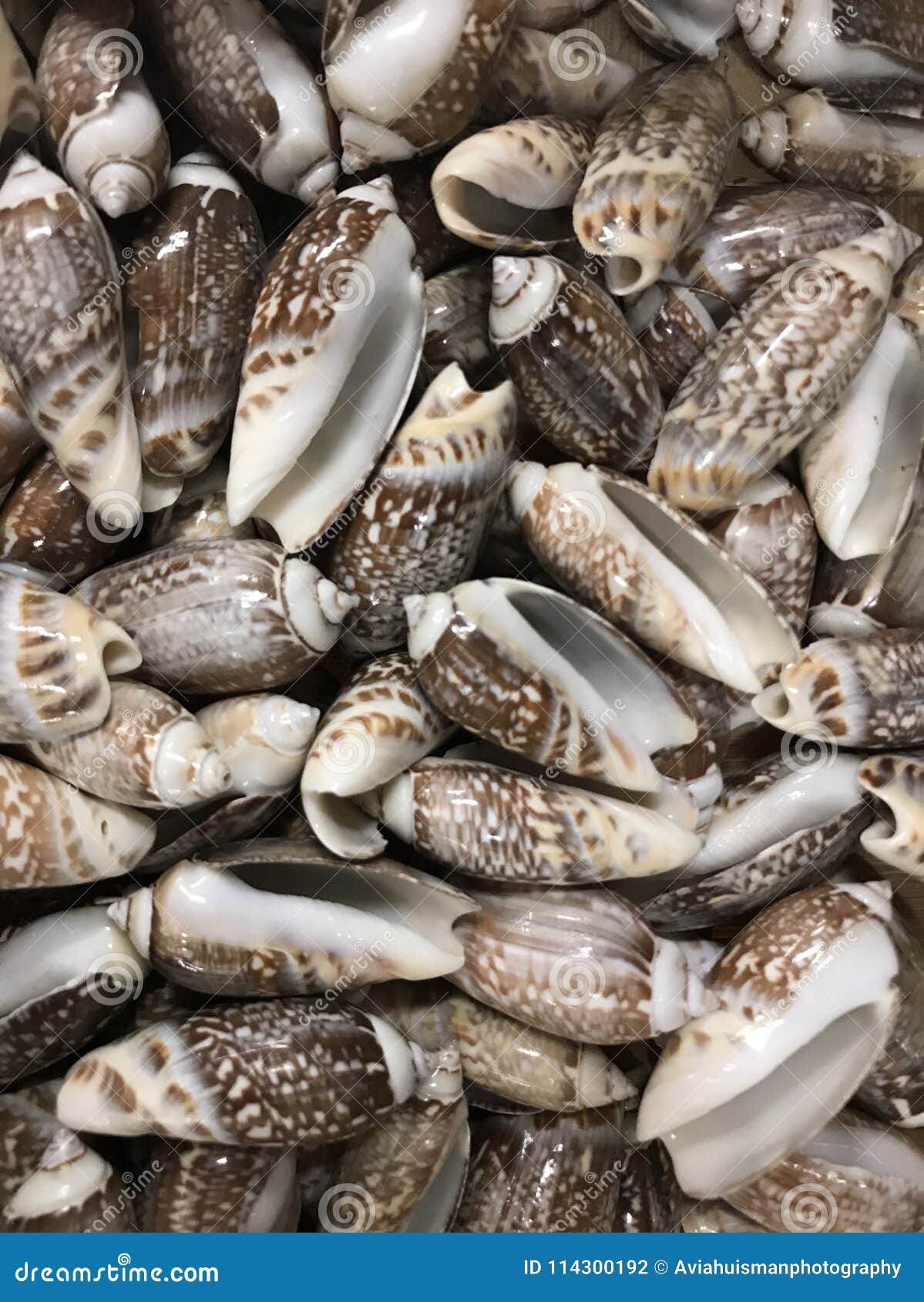 Lettered Olive Shell In Sand Stock Photography | CartoonDealer.com ...