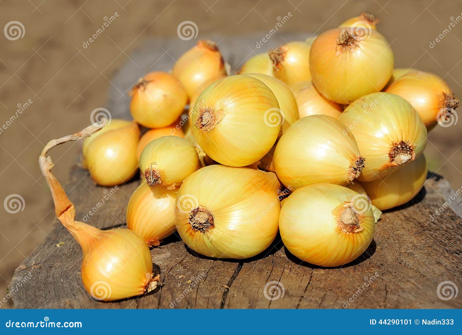 Bunch of onion stock image. Image of health, agriculture - 44290101
