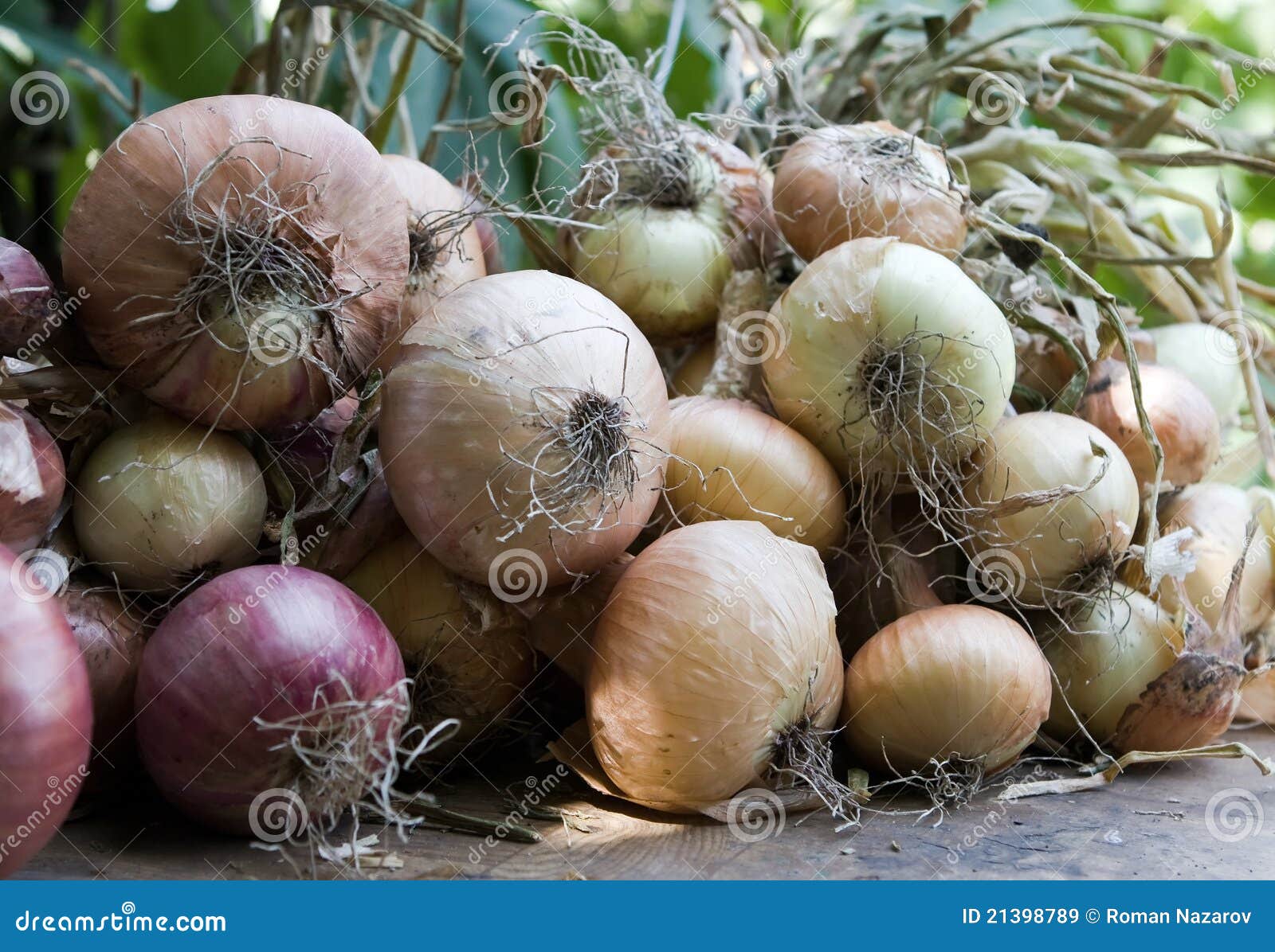 Bunch of onions stock image. Image of gather, flora, fall - 21398789