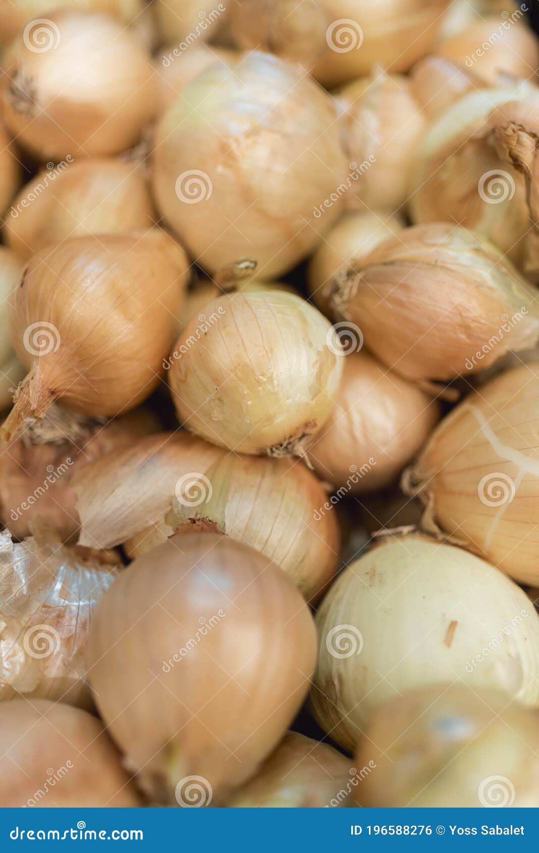 A bunch of onions in a box stock photo. Image of food - 196588276