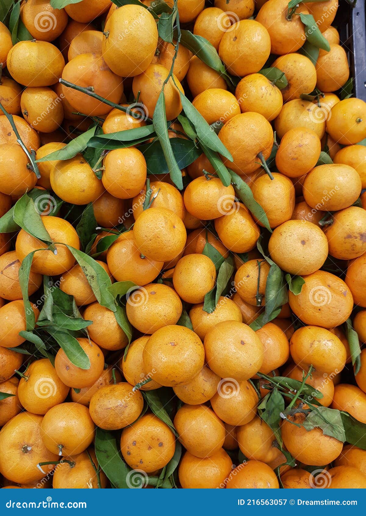 A bunch of orange stock image. Image of dish, tree, orange - 216563057