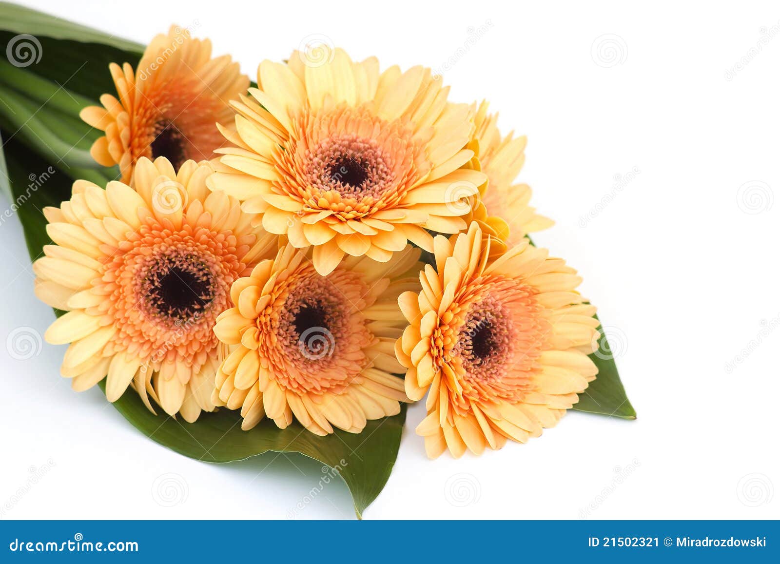 Bunch of Orange Gerbera Daisies Stock Image - Image of nature, petal ...