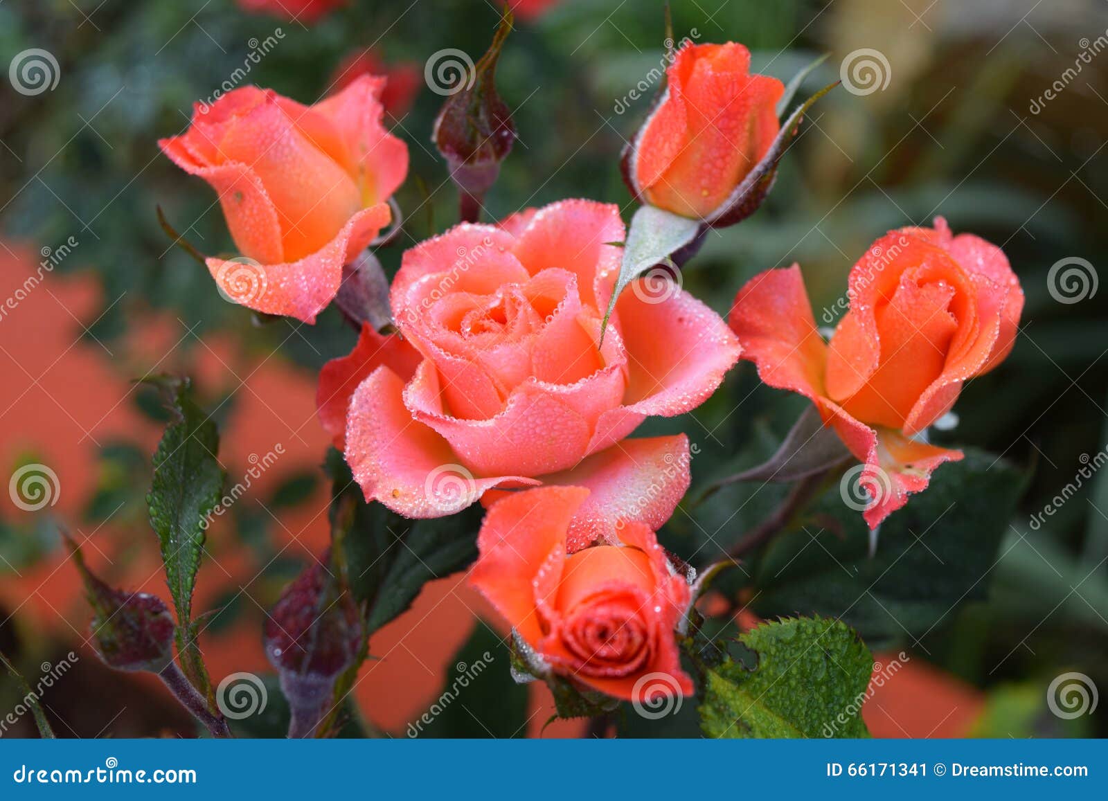 Bunch of Orange Roses with the Morning Dew on the Petals Stock Image ...