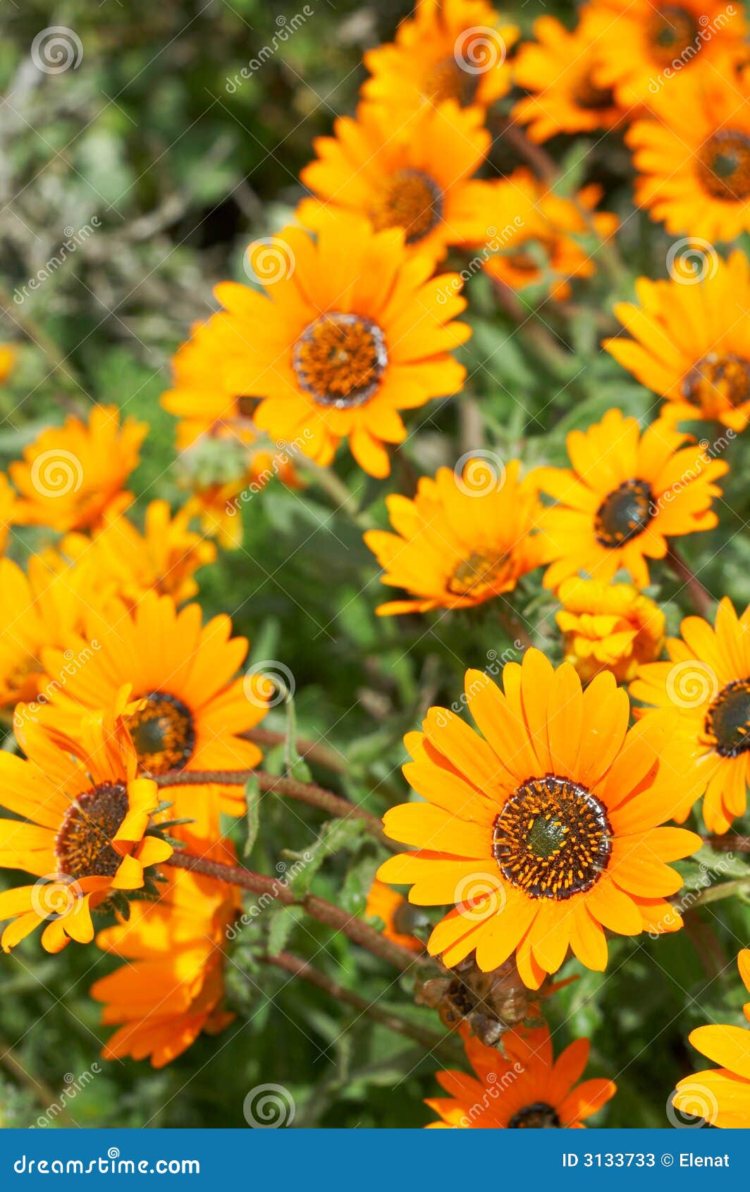 Bunch of Orange Wild Flowers Stock Image - Image of endangered, petals ...