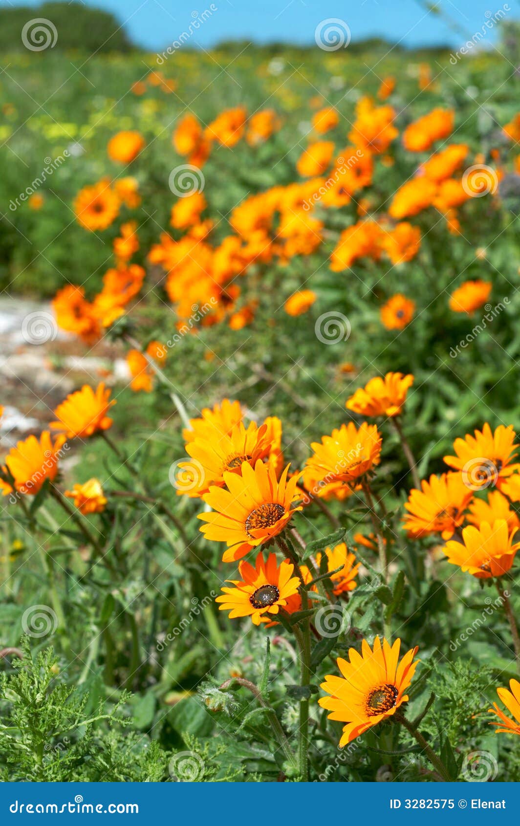 Bunch of Orange Wild Flowers Stock Image - Image of flower, beautiful ...