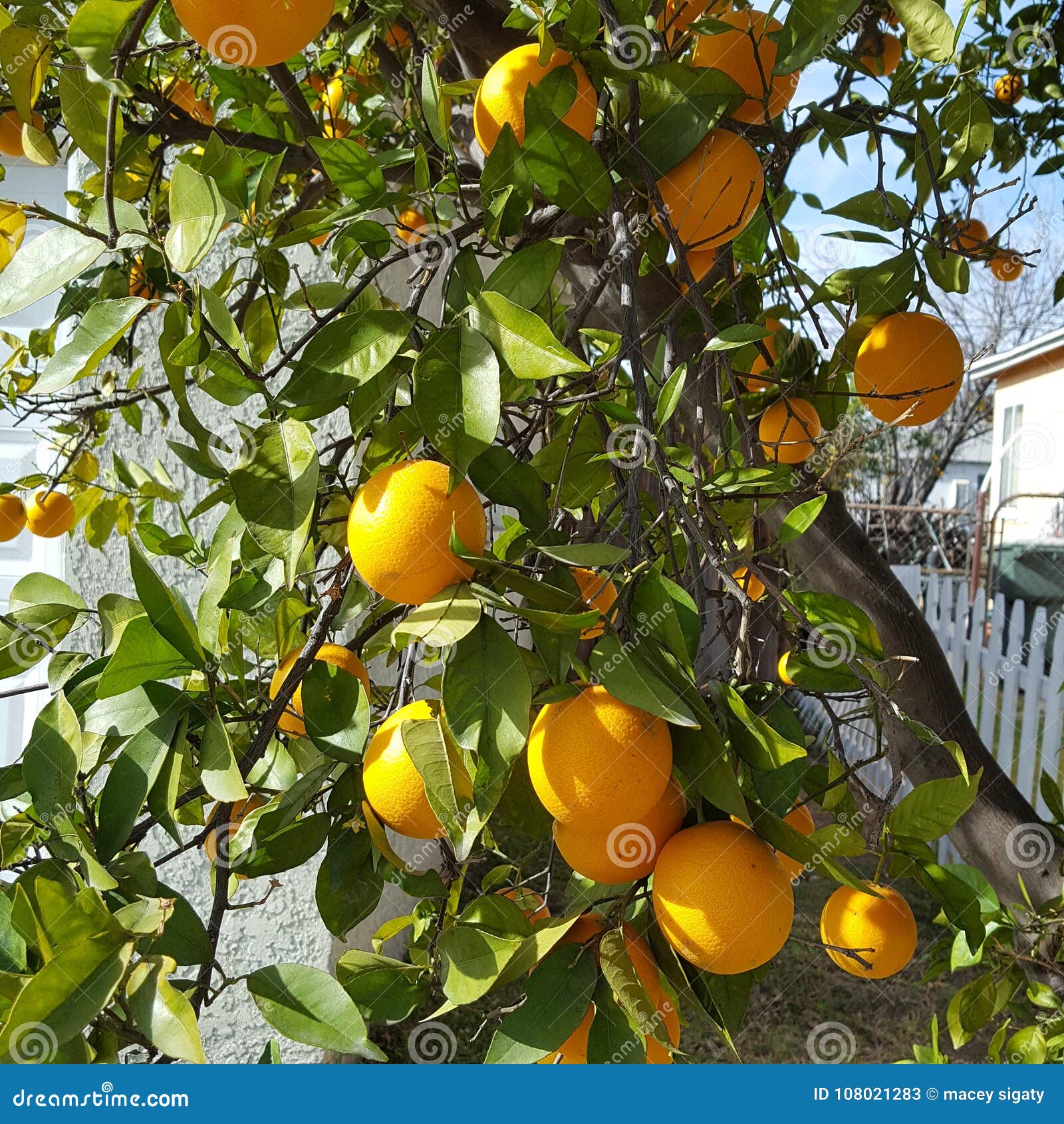 Bunch of Oranges stock image. Image of tree, fruitful - 108021283