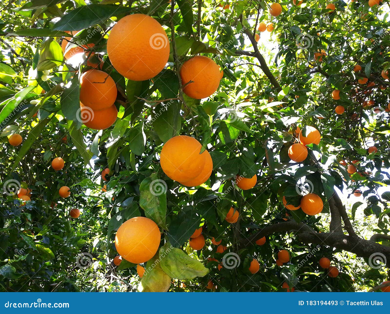 Bunch of Oranges Hangs on the Tree. Stock Image - Image of surrounded ...