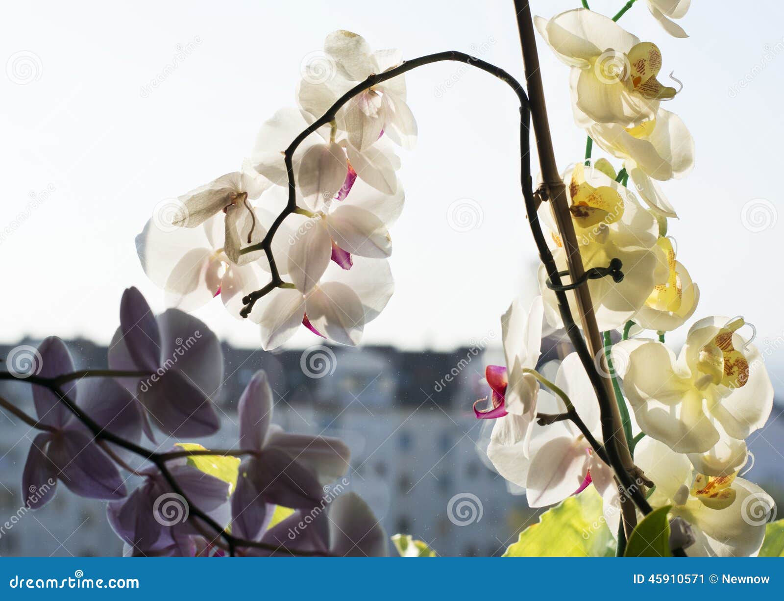 Bunch of Orchids in the Window Stock Image - Image of bloom, botany ...