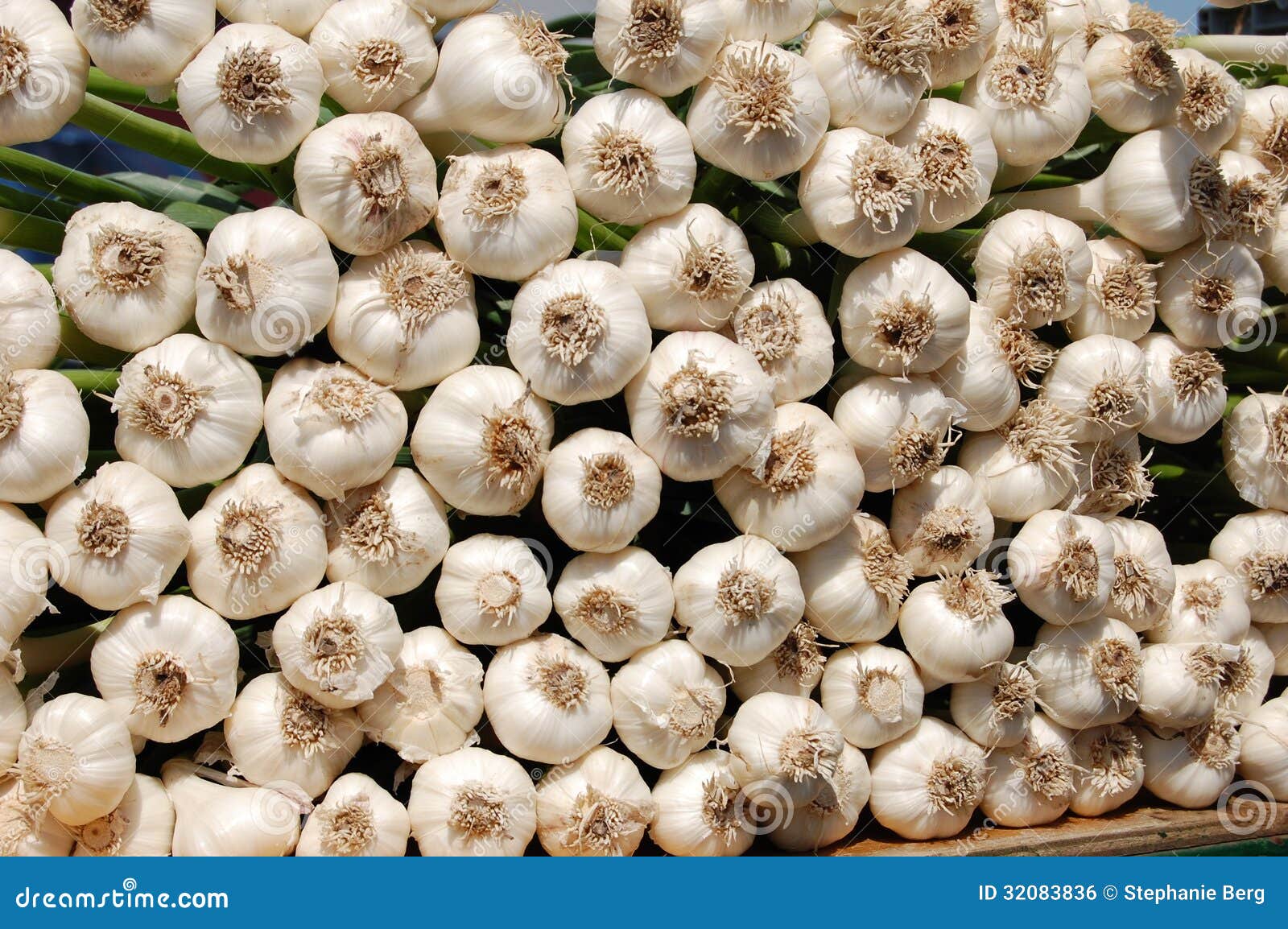 Bunch of Organic Garlic stock photo. Image of food, allium - 32083836