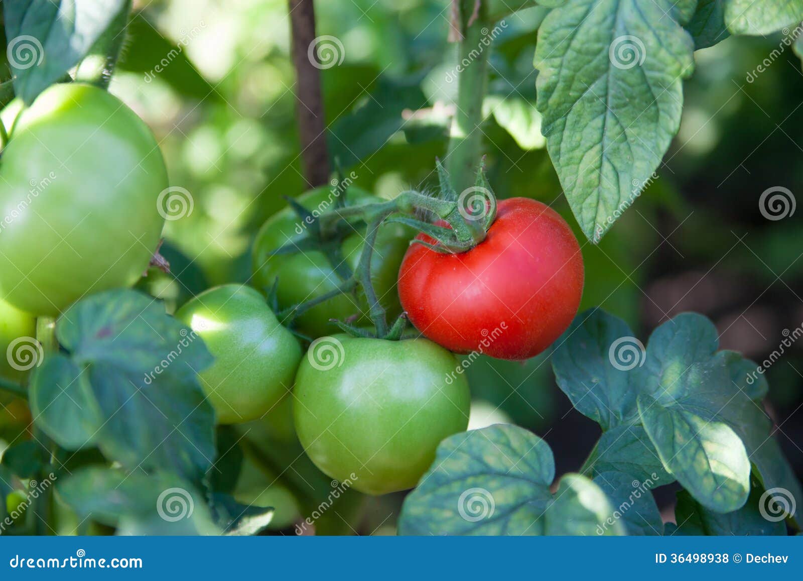 Bunch of Organic Tomatoes in the Garden Stock Photo - Image of color ...