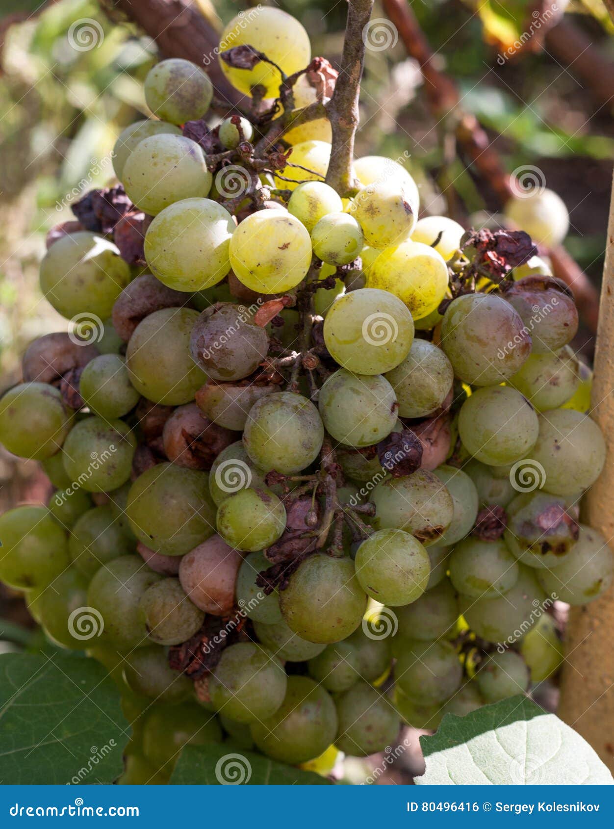Bunch of Overripe Rotting White Grape Closeup Stock Photo - Image of ...