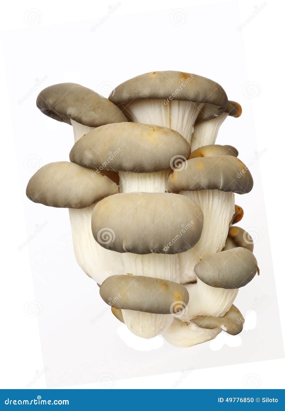 Bunch of the Oyster Cap Mushroom Stock Photo - Image of fungus, decay ...