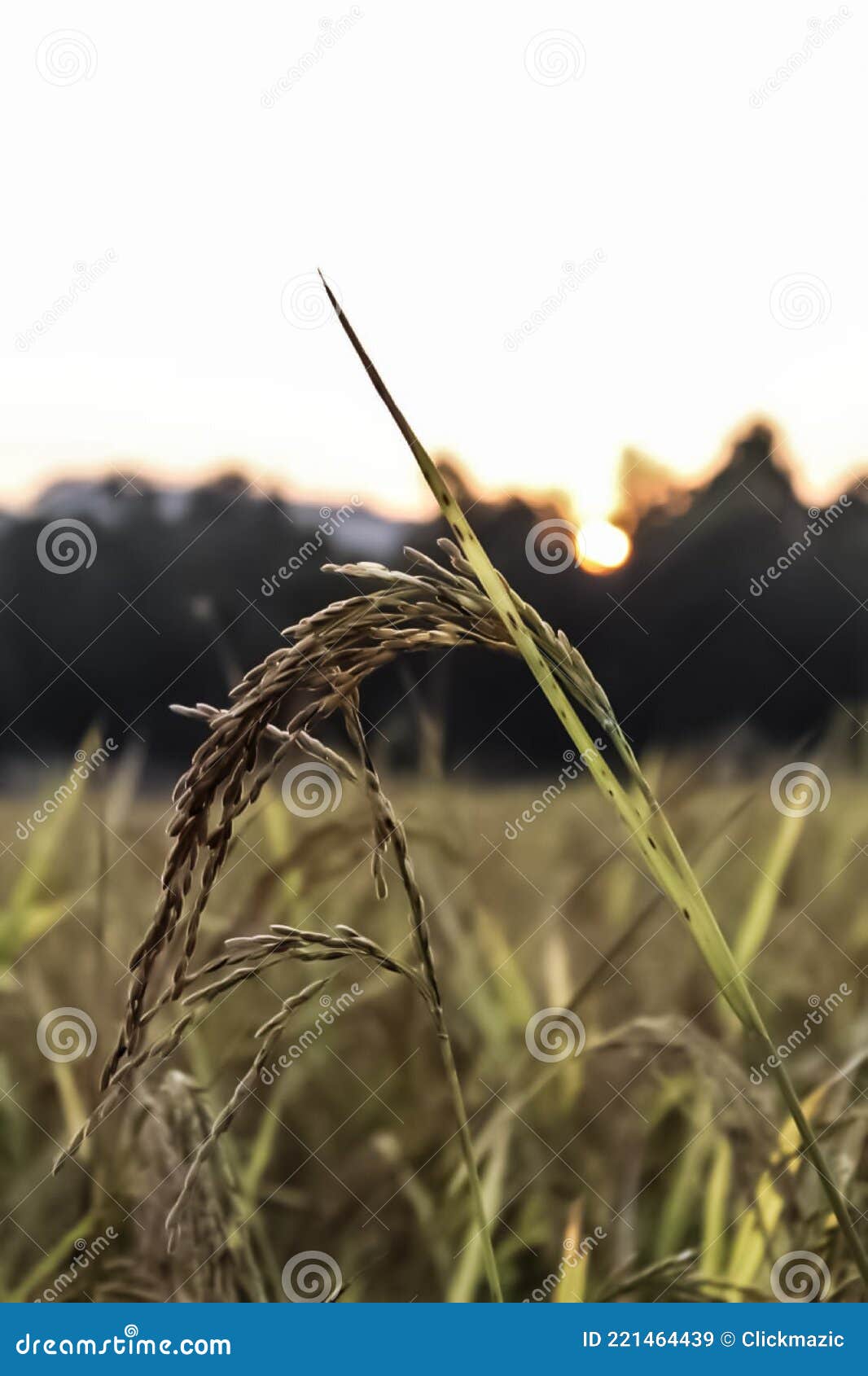 Bunch of paddy stock image. Image of grain, nature, field - 221464439