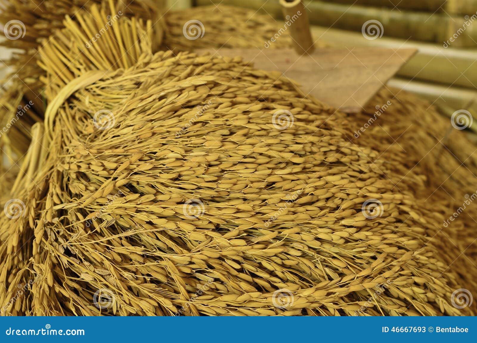 Bunch of paddy rice stock image. Image of grain, ecology - 46667693
