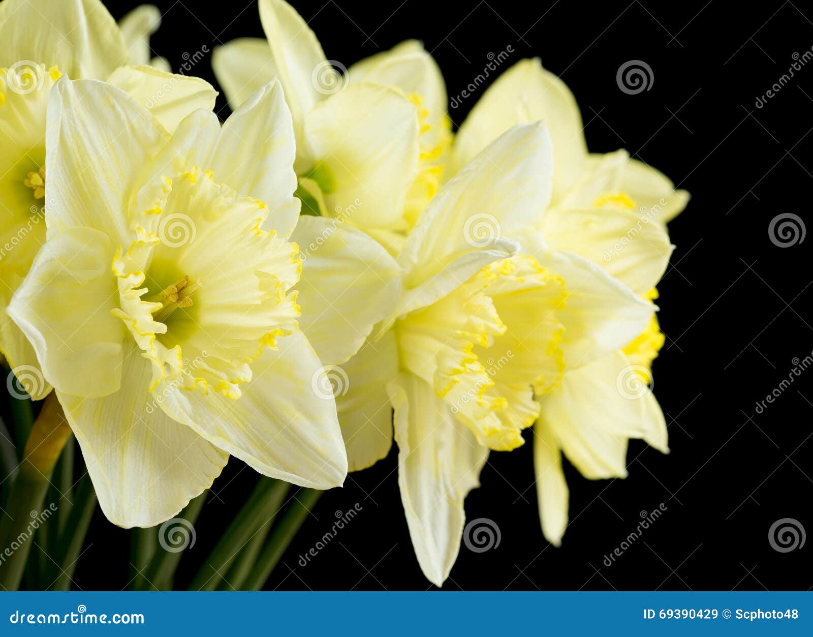 Bunch of Pale Yellow Daffodils Stock Image - Image of beauty, bright ...