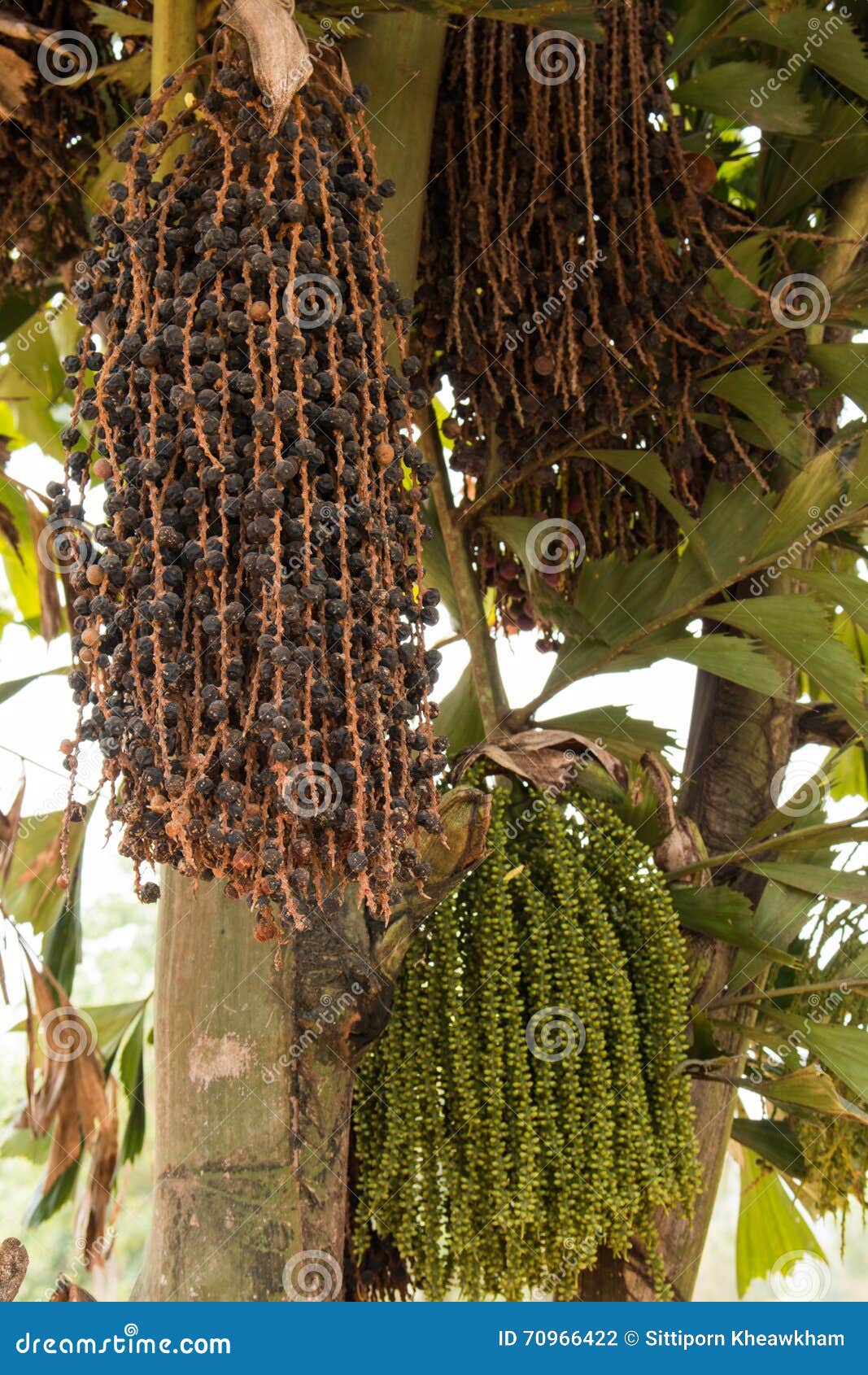 Bunch Of Red Oil Palm Seedling On Its Tree, Farmland In Thailand. Stock ...