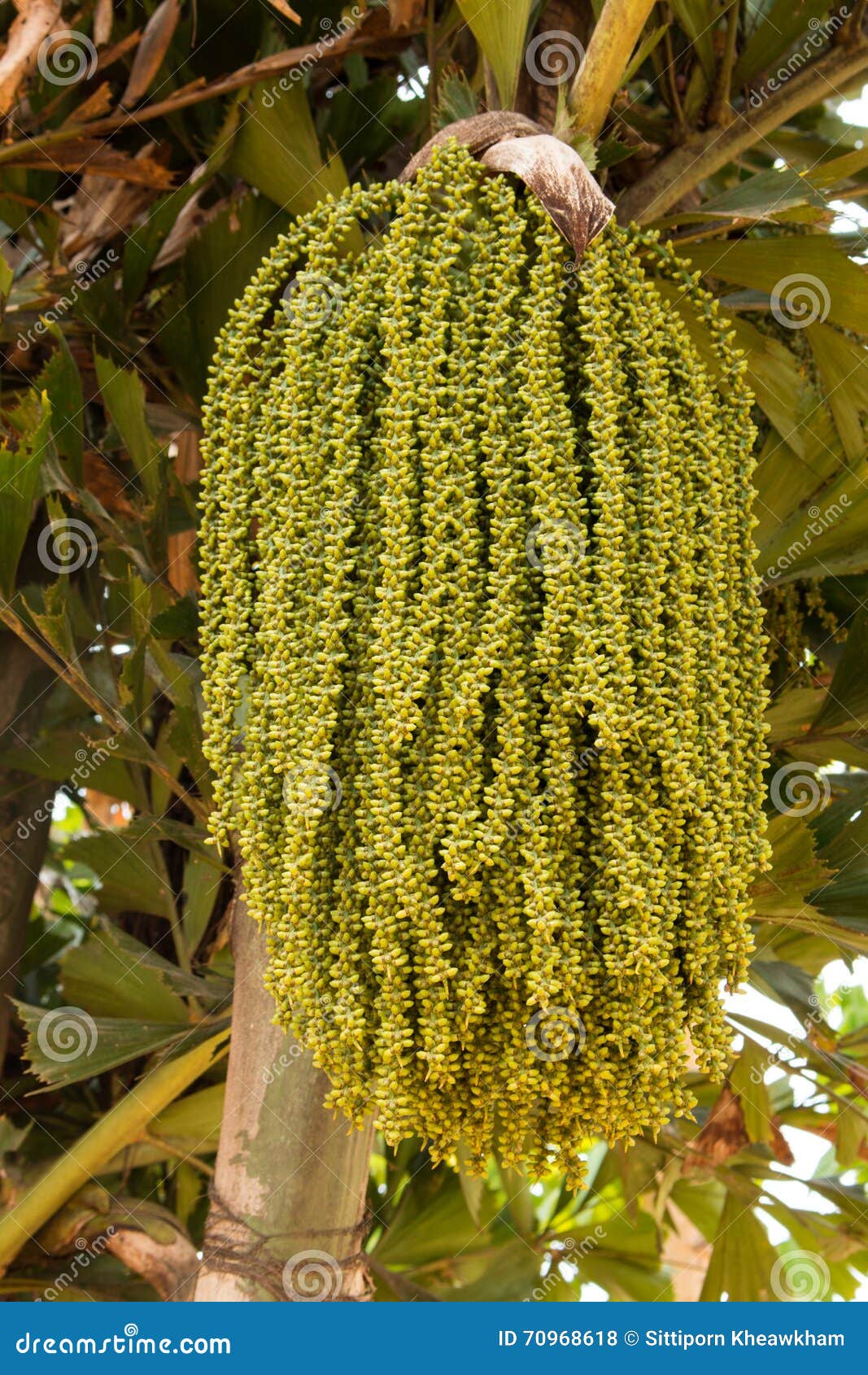 Bunch Of Red Oil Palm Seedling On Its Tree, Farmland In Thailand. Stock ...