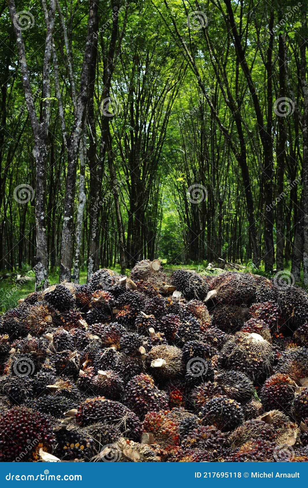 Bunch Of Red Oil Palm Seedling On Its Tree, Farmland In Thailand. Stock ...