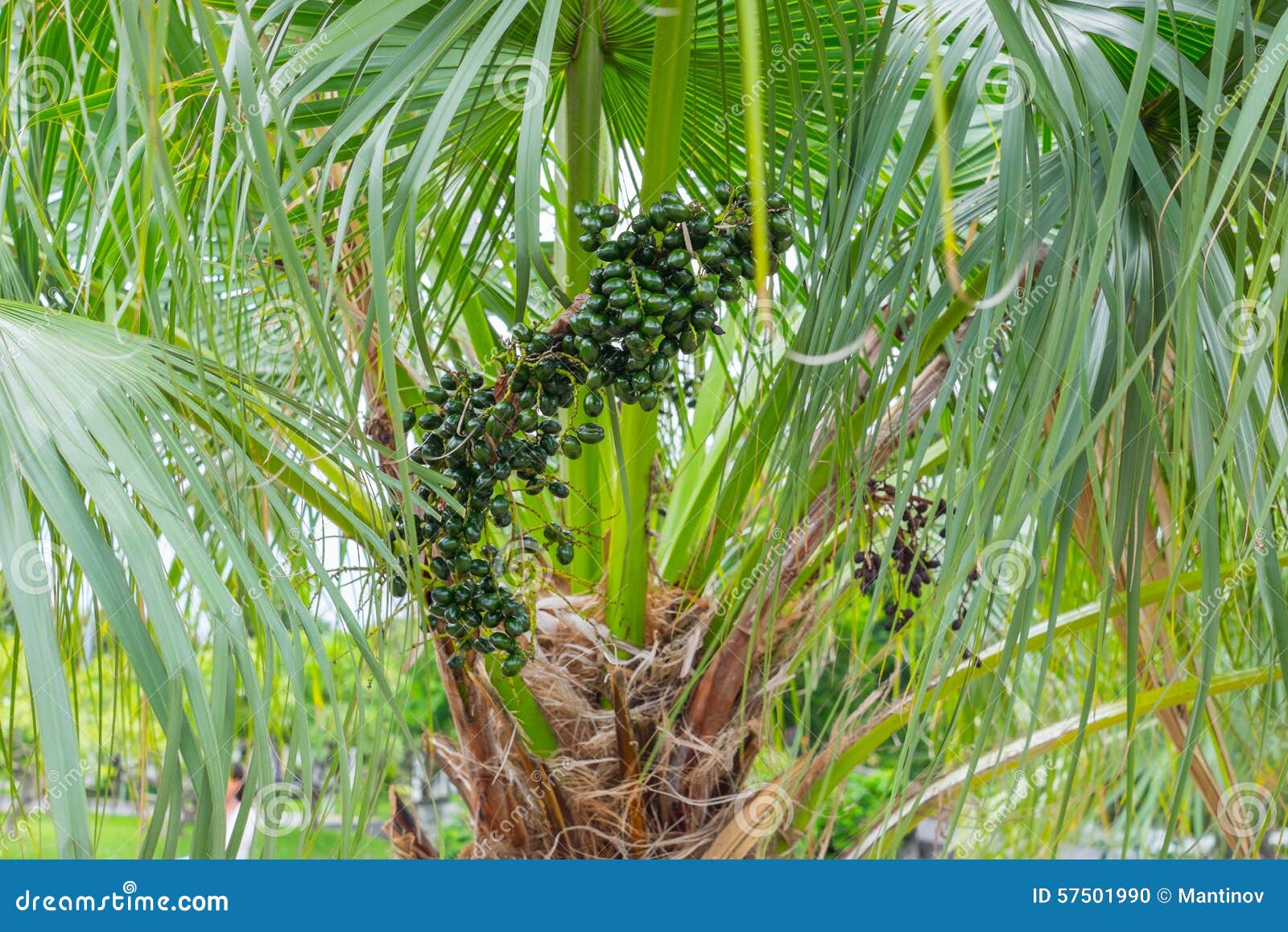 Bunch of palm tree fruit stock photo. Image of nature - 57501990