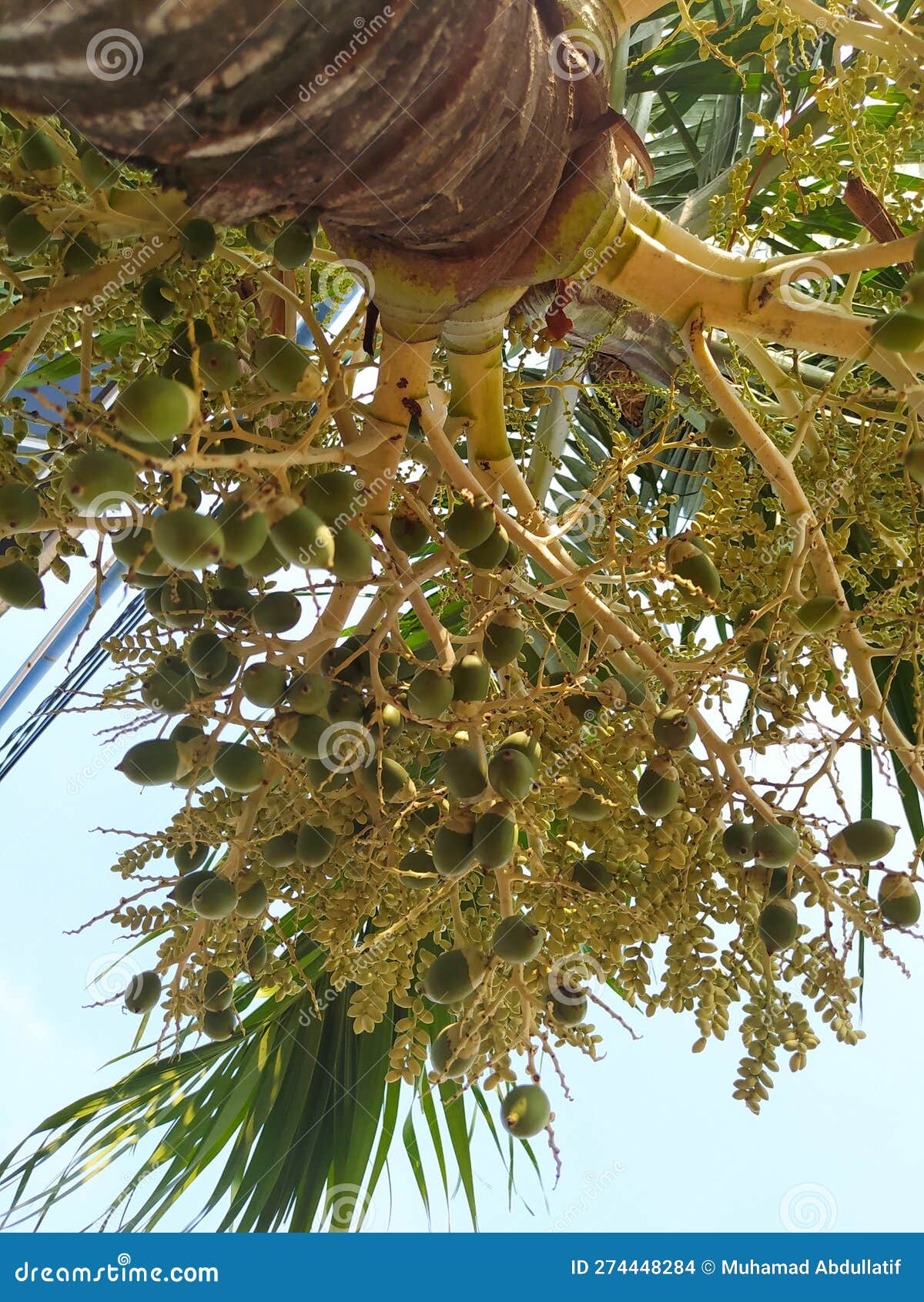 A Bunch of Palm Trees in the Rainy Season Stock Photo - Image of season ...