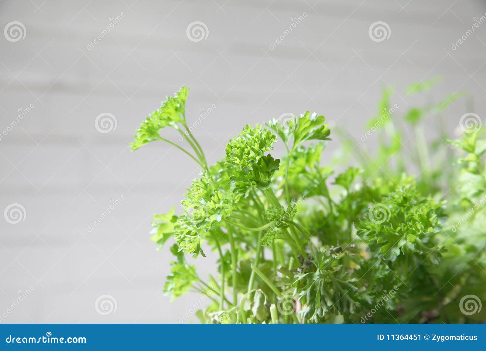 Bunch parsley stock image. Image of environment, botanical - 11364451