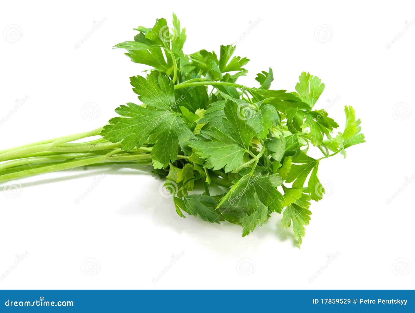Bunch of parsley stock image. Image of plant, organic - 17859529