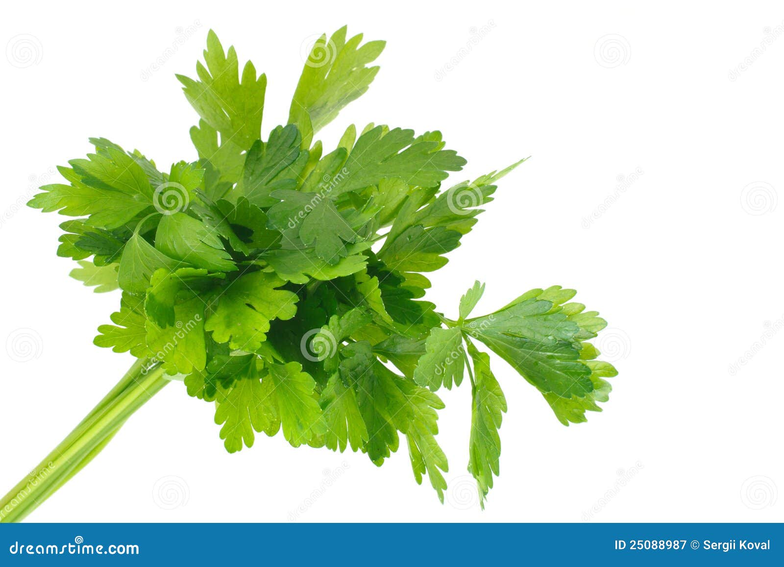 Bunch of parsley stock image. Image of leaves, garnish - 25088987
