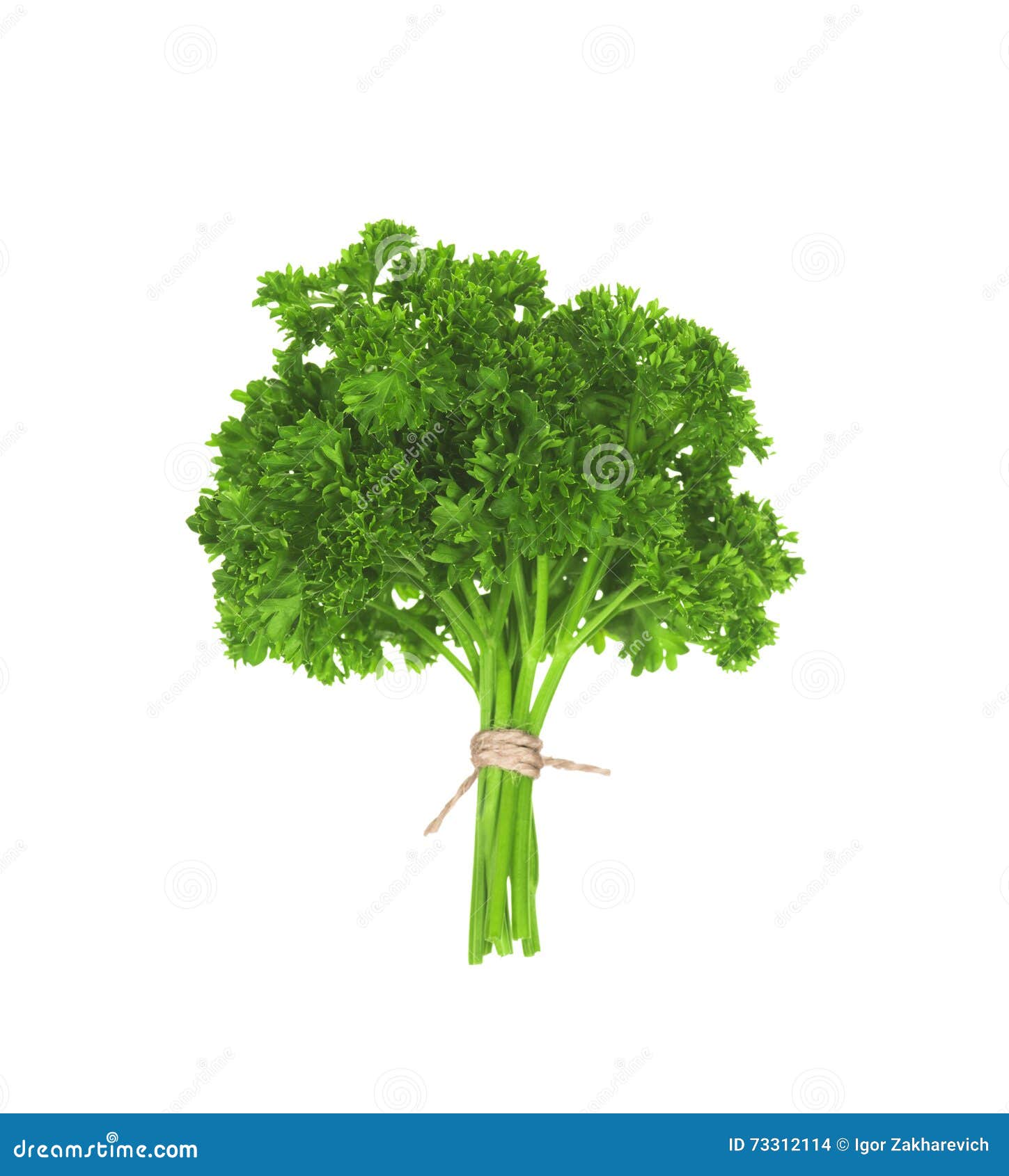 Bunch of parsley stock photo. Image of vegetable, seasoning - 73312114