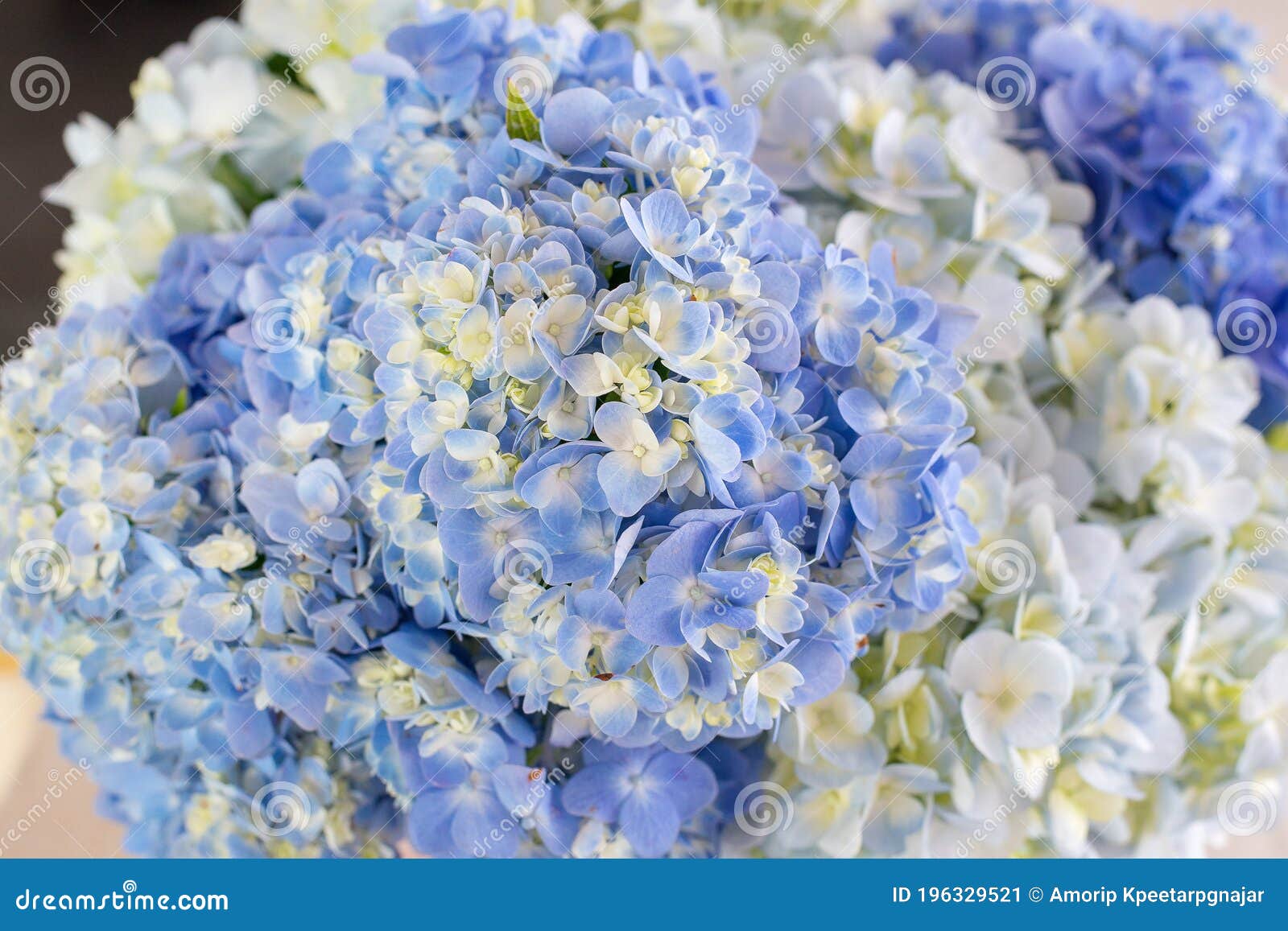 Bunch of Pastel Delicated Flowers Stock Image - Image of garden ...