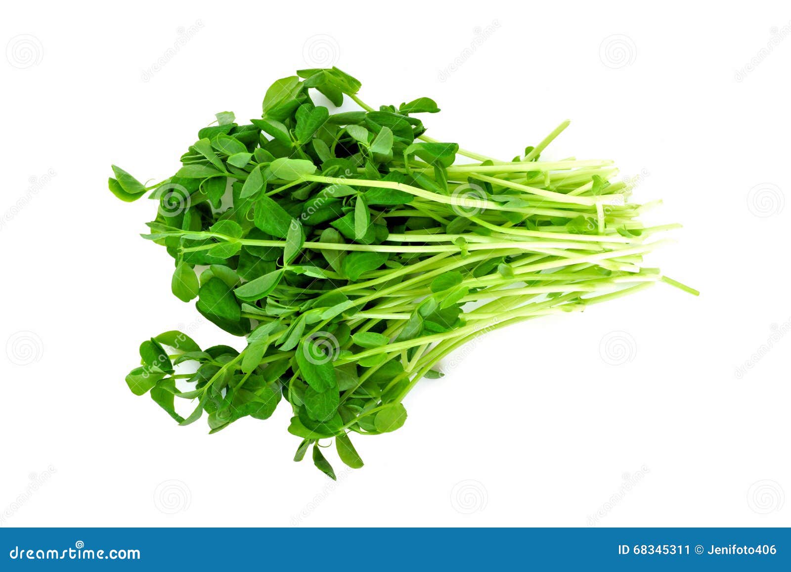 Bunch of Pea Shoots Over a White Background Stock Image - Image of ...