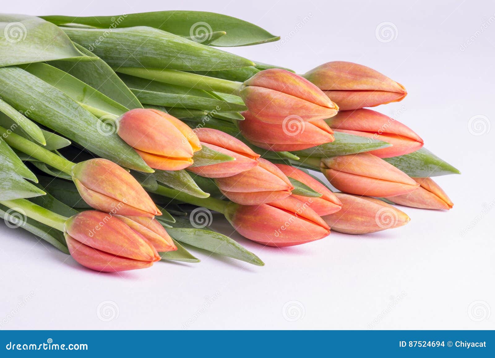Bunch of Peach Color Tulips 1 Stock Photo - Image of gray, flowers ...